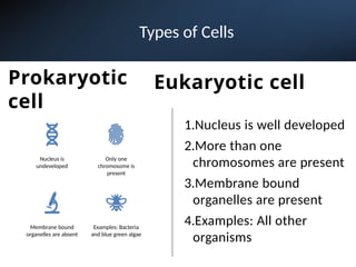 Learning about Single Celled Organisms.pptx