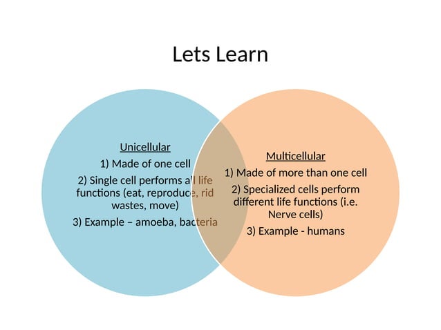 Learning about Single Celled Organisms.pptx