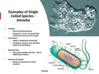 Learning about Single Celled Organisms.pptx