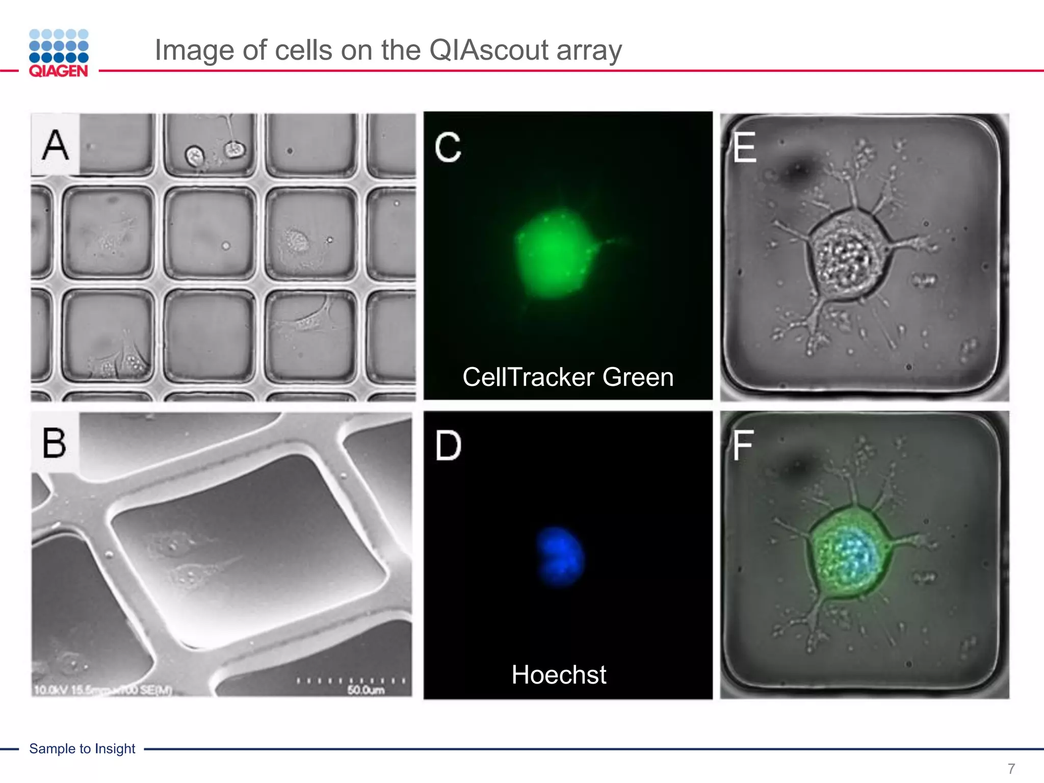 Single Cell Isolation | PDF