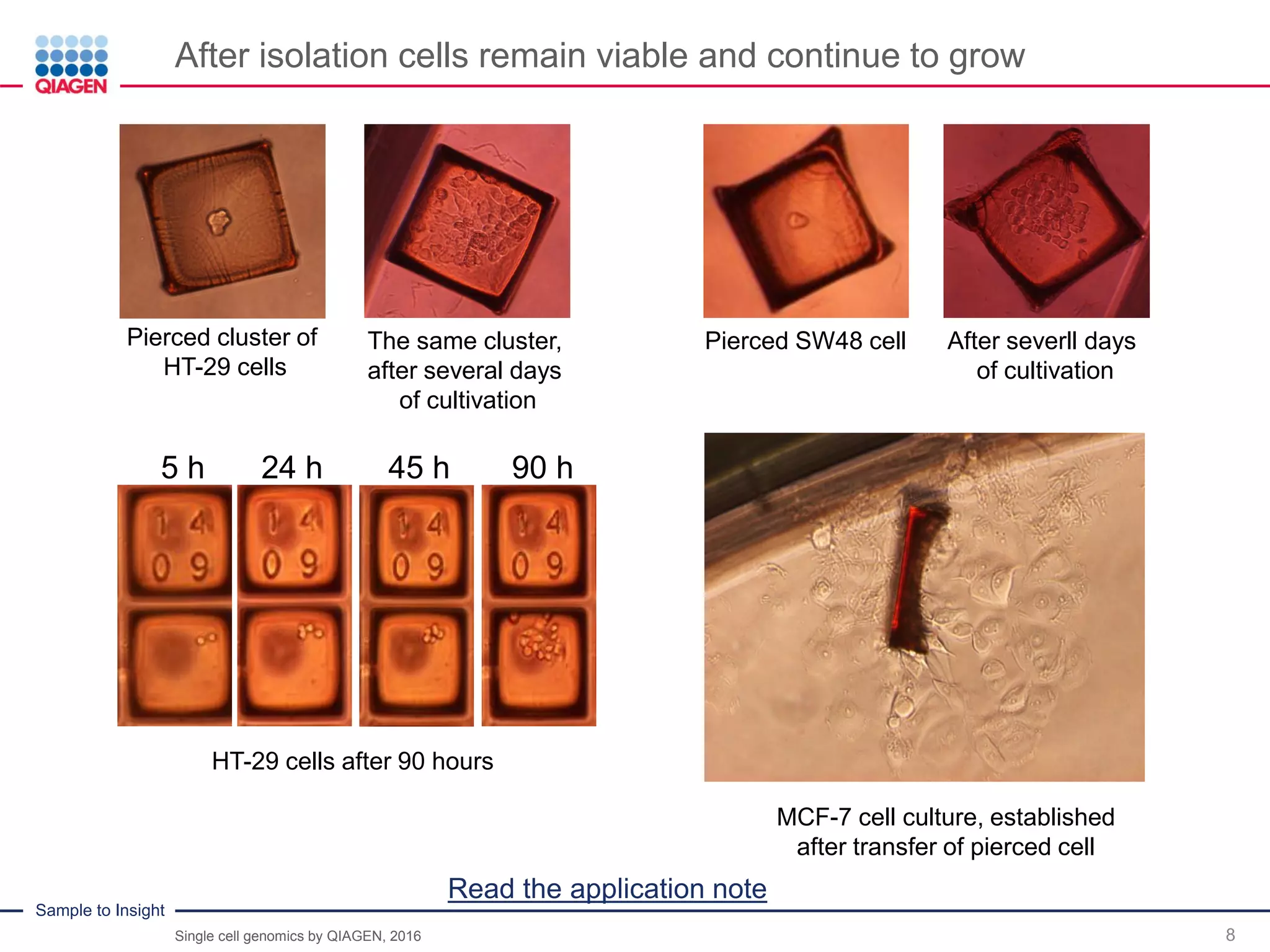 Single Cell Isolation | PDF