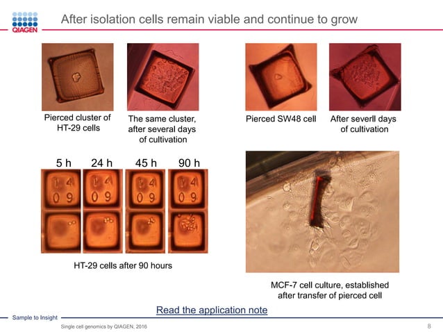 Single Cell Isolation | PDF | Biological Sciences | Science