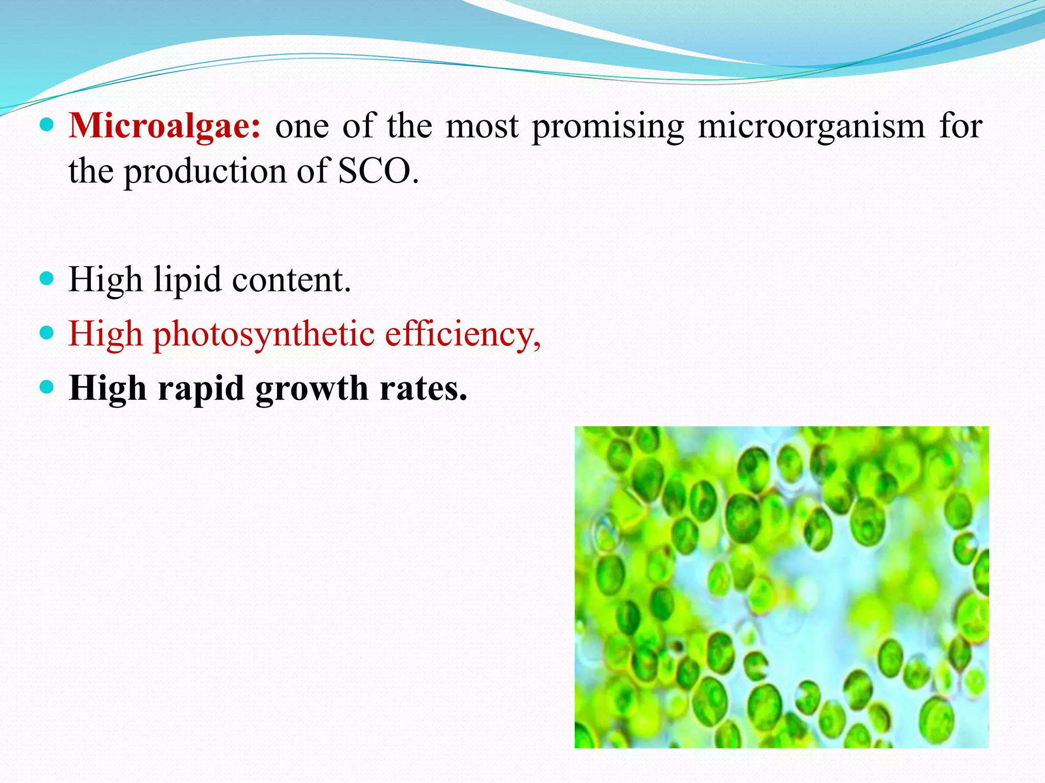 Single cell oil (SCO) | PPTX