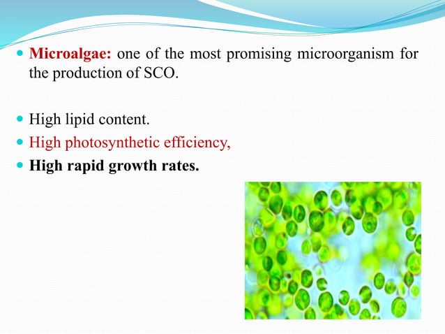 Single cell oil (SCO) | PPTX | Chemistry | Science