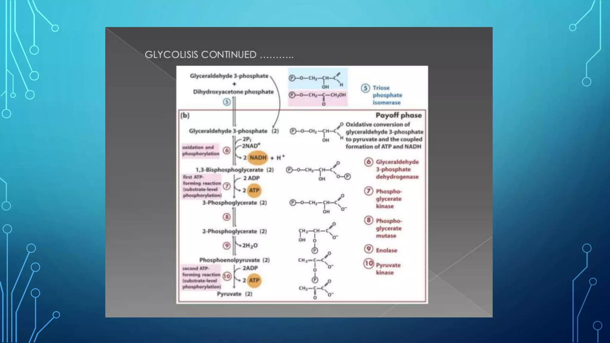 Single cell oil | PPTX