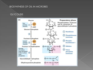 Single cell oil production | PPTX