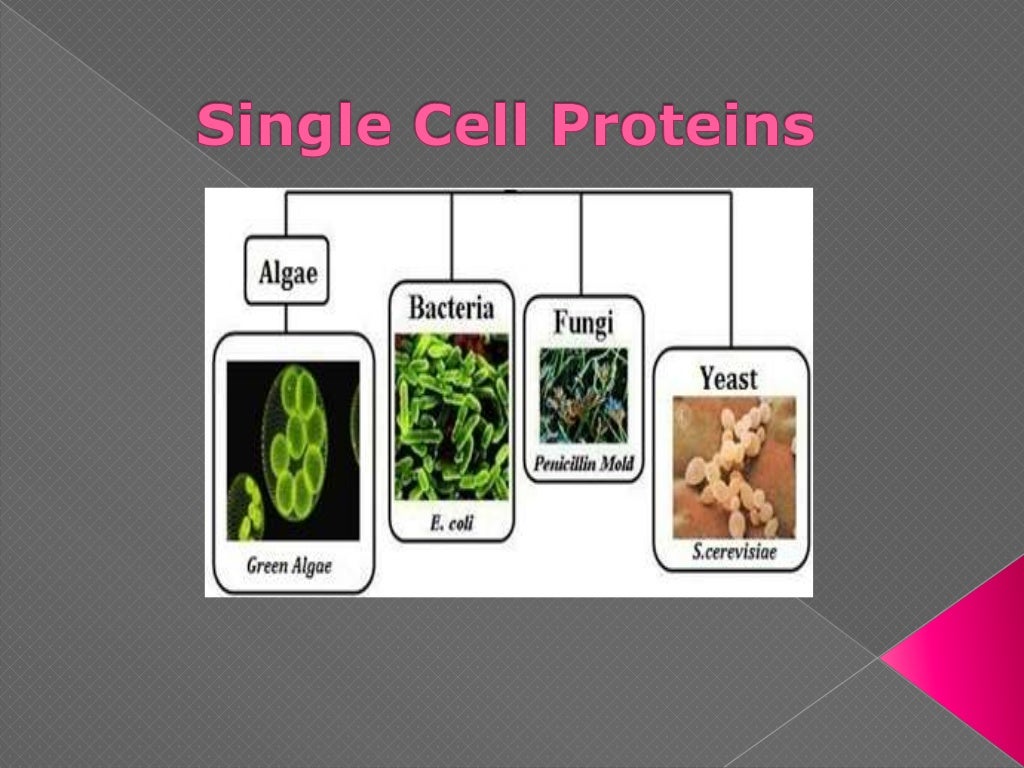 Single cell protein