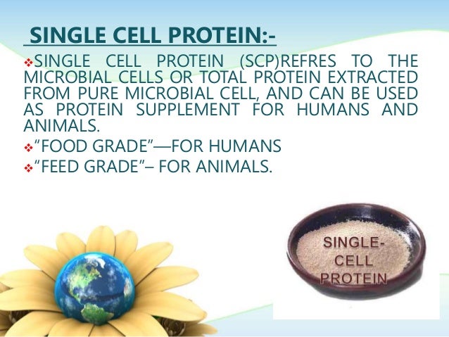 Single cell protein