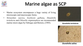 Single cell protein | PPTX
