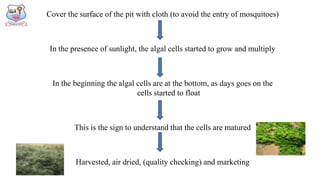 Single cell protein | PPTX