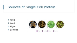 Single Cell Protein.pptx