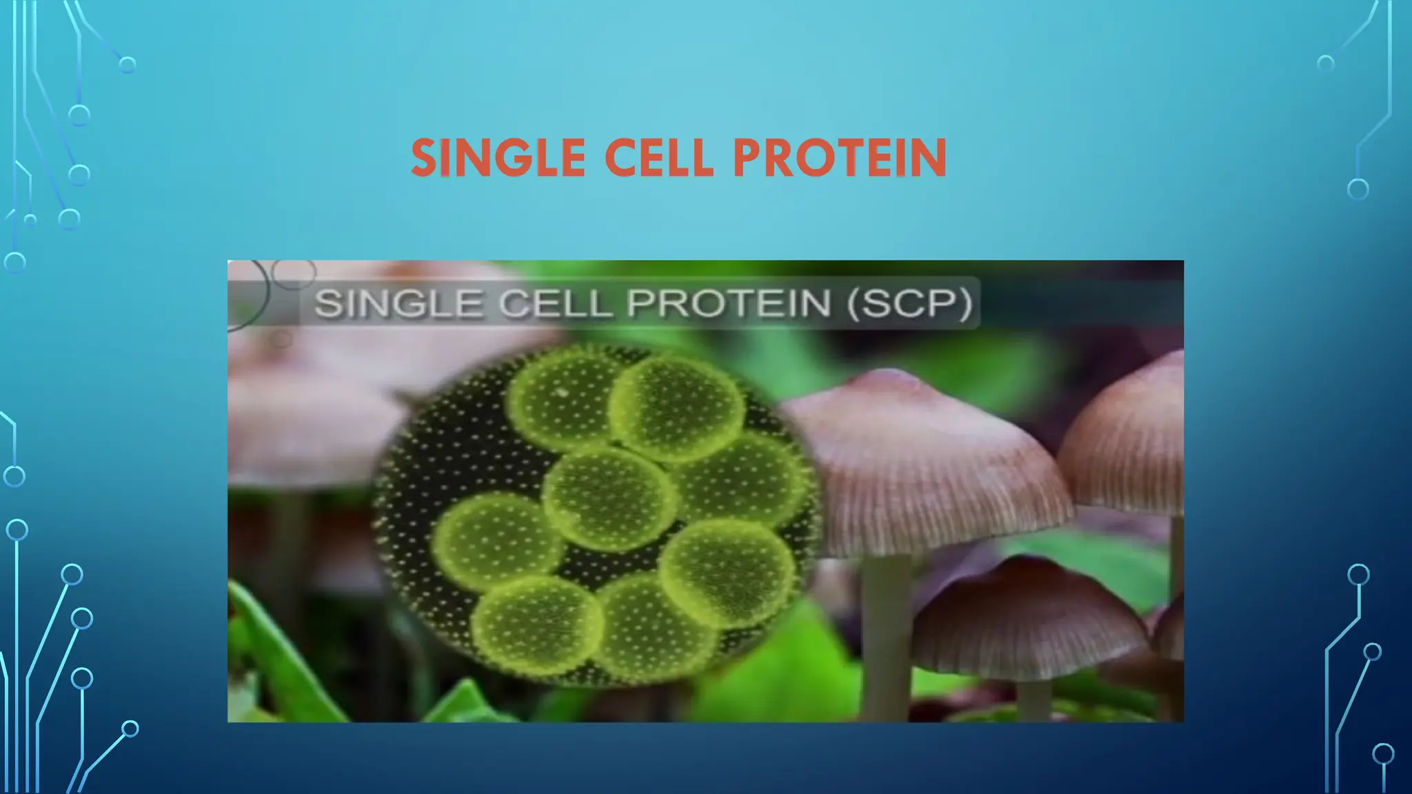 single cell proteins (SCP) ppt,slideshare. | PPTX