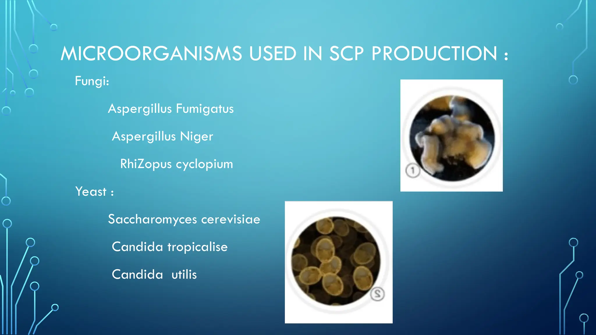 single cell proteins (SCP) ppt,slideshare. | PPTX