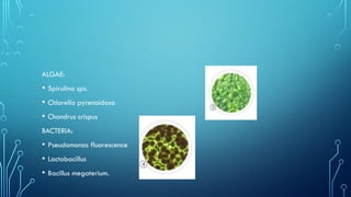 single cell proteins (SCP) ppt,slideshare. | PPTX