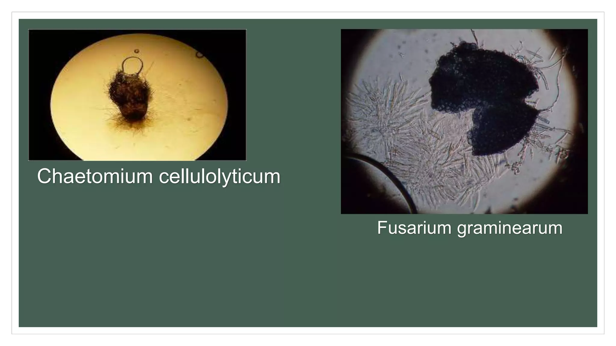Single cell protein(scp) | PPTX