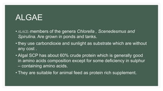 Single cell protein(scp) | PPTX