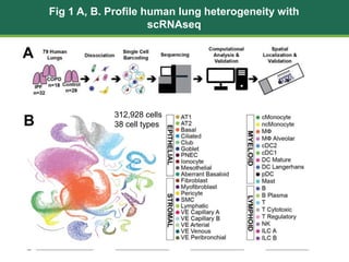 Single-Cell RNAseq in IPF | PPTX