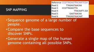 Single nucleotide polymorphism by kk sahu | PPTX | Genetics | Science
