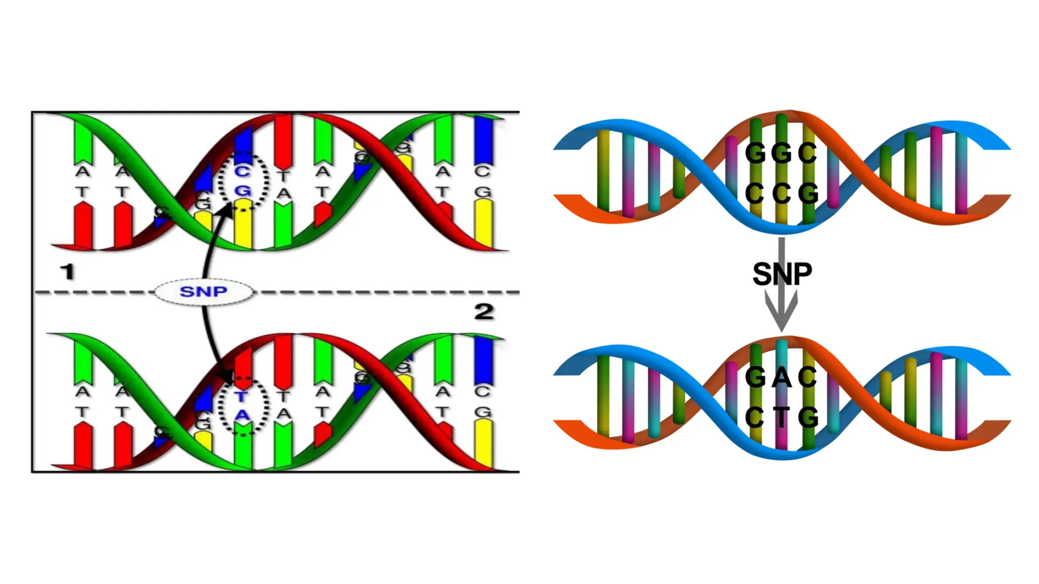 Single Nucleotide Polymorphism_and its causes GNA.pptx