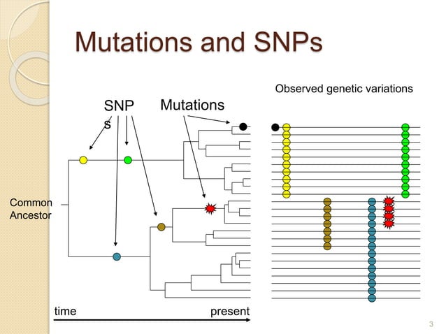 Single nucleotide polymorphism | PPT