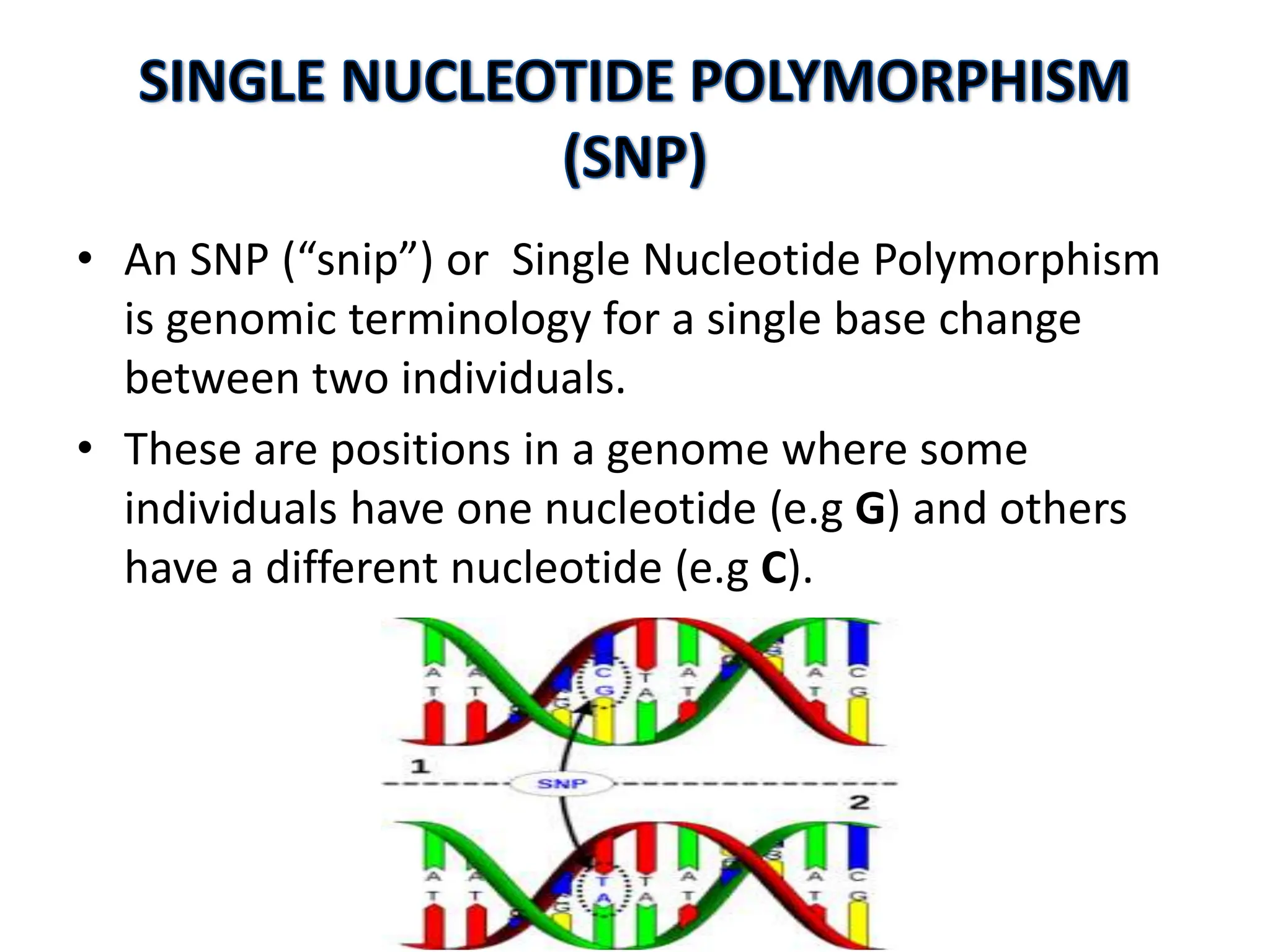 Single Nucleotide Polymorphisms (2)-1.pptx