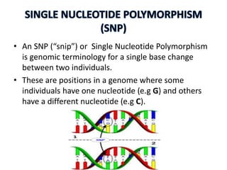 Single Nucleotide Polymorphisms (2)-1.pptx