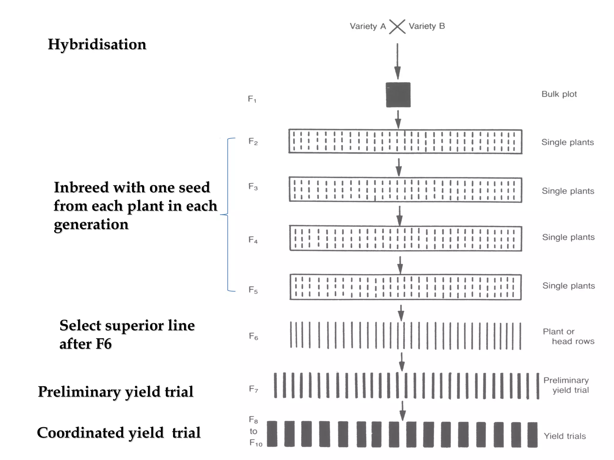 Single seed descent method | PPT