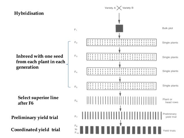 Single seed descent method