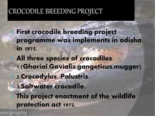 project tiger,project lion,crocodile breeding | PPTX