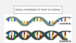 single strand chromosome model by R parihar.pptx