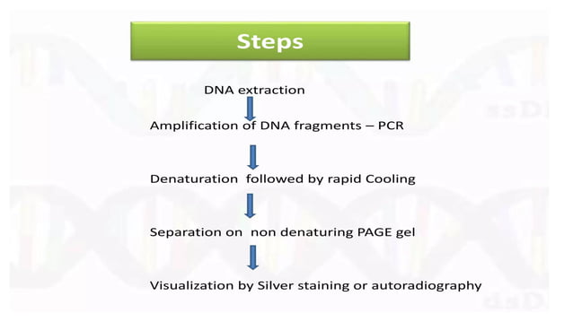 Single Strand Conformation Polymorphism Analysis (1).pdf