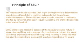 Single Strand Conformation Polymorphism Analysis (1).pdf