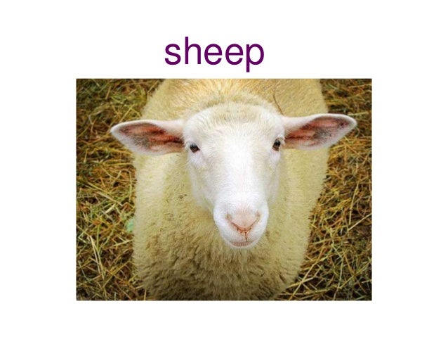Sheep Plural