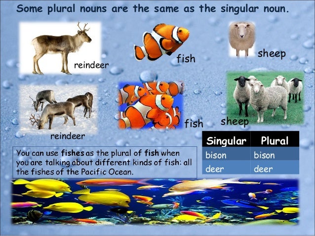 Sheep Plural