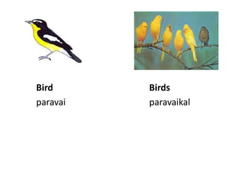 Singular plural | PPT