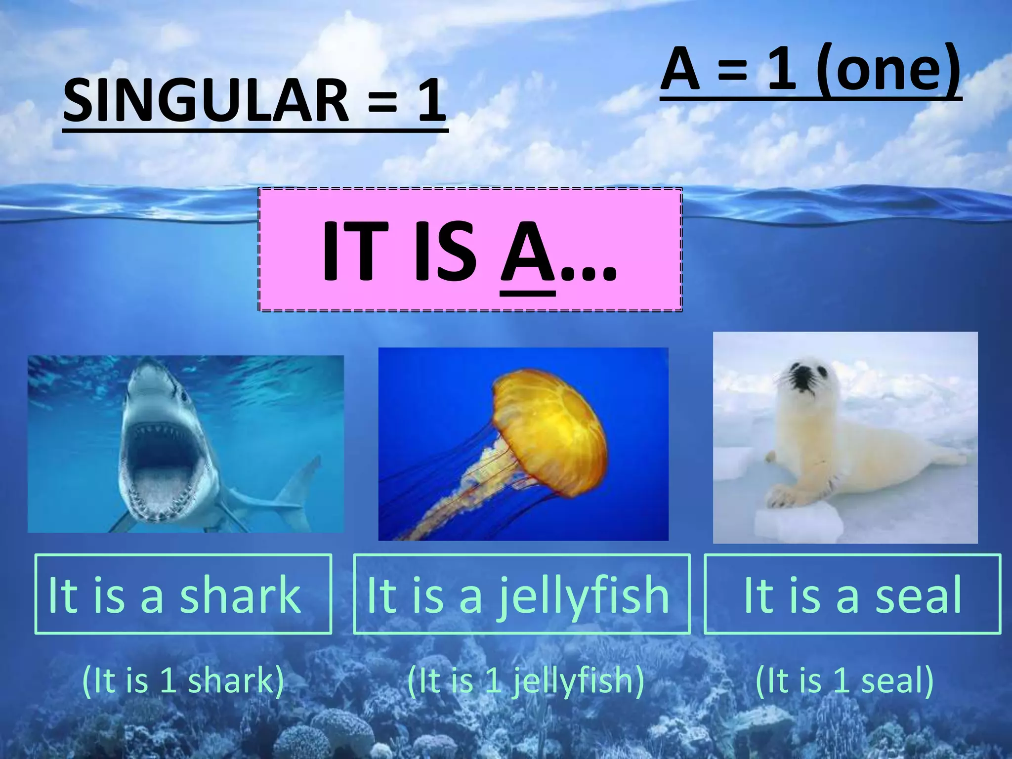 Singular plural sea | PPTX