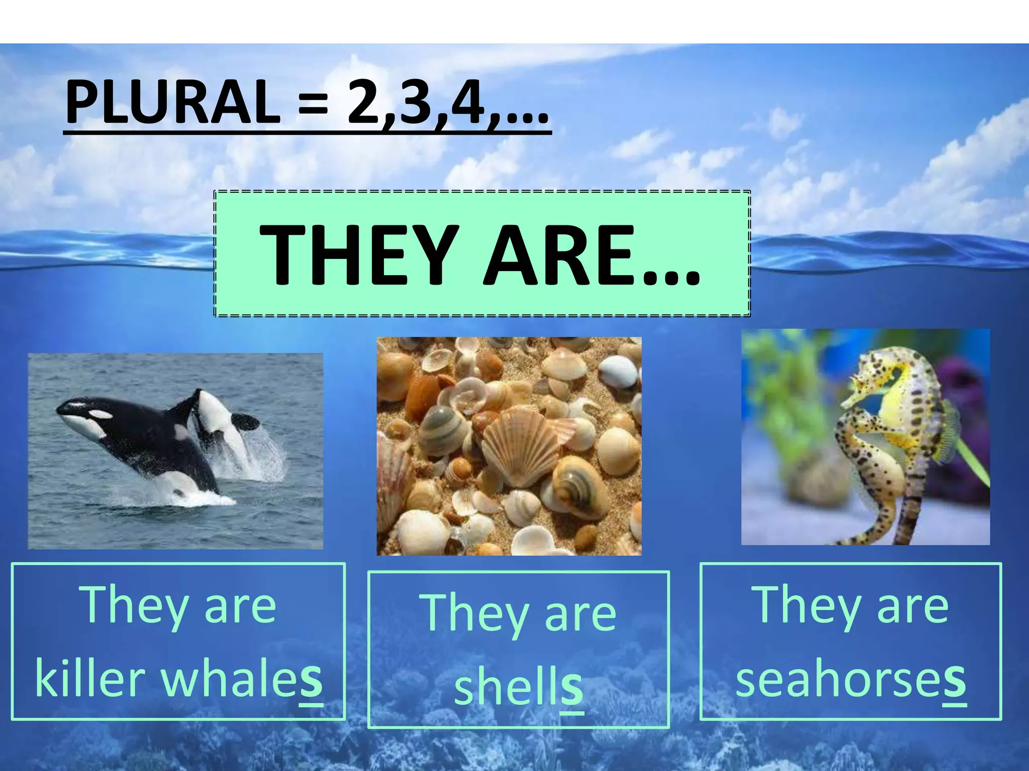 Singular plural sea | PPTX