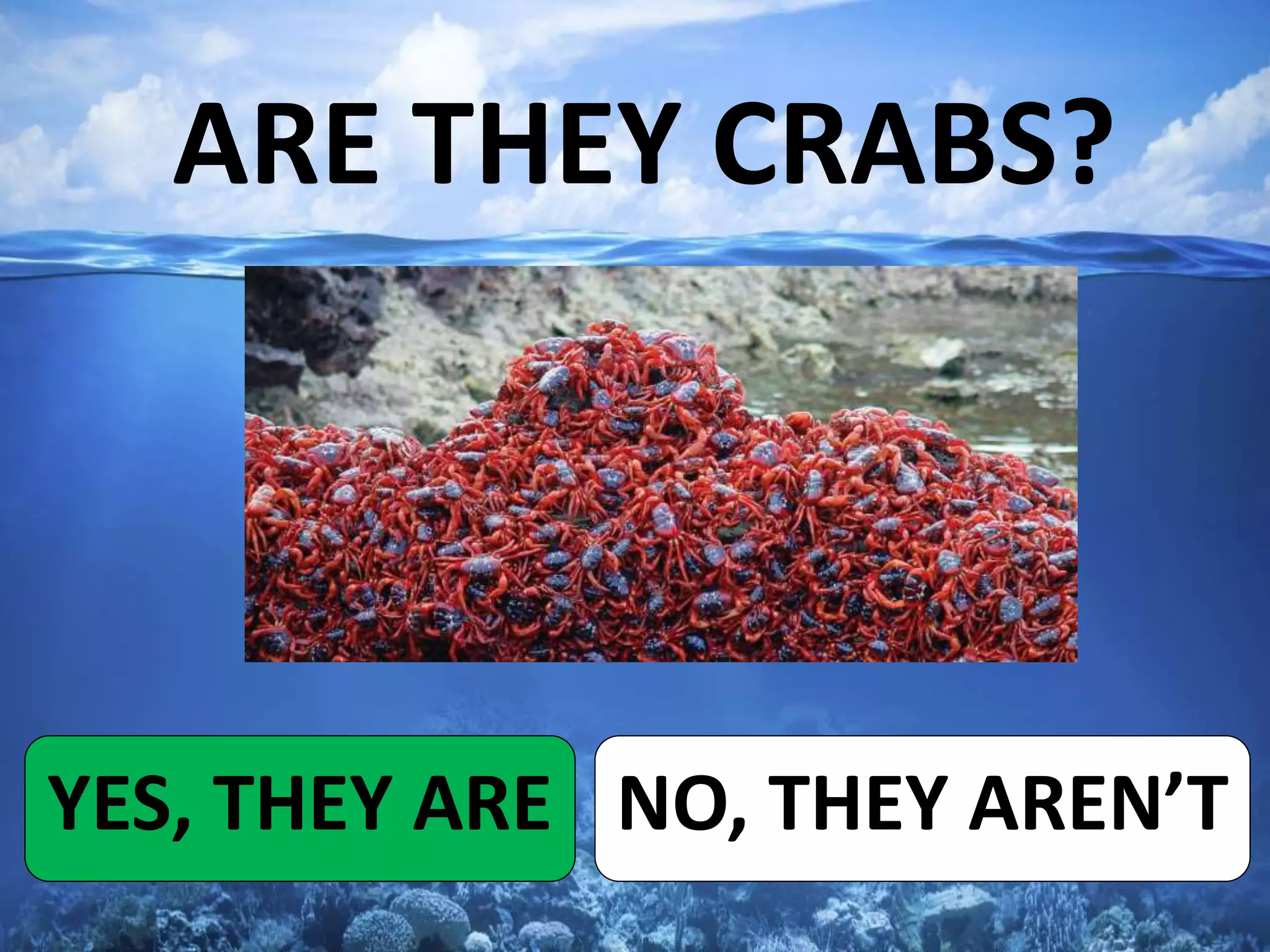 Singular plural sea | PPTX