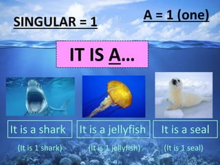 Singular plural sea | PPT