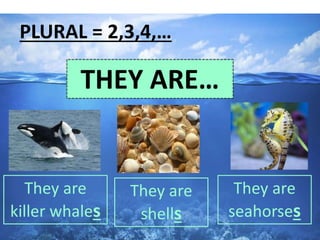 Singular plural sea | PPT