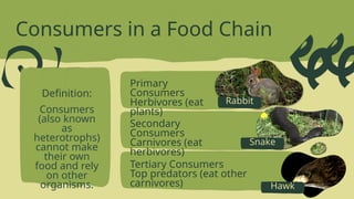Understanding Food Chains and Energy Flow in Ecosystems for Grade 7 ...
