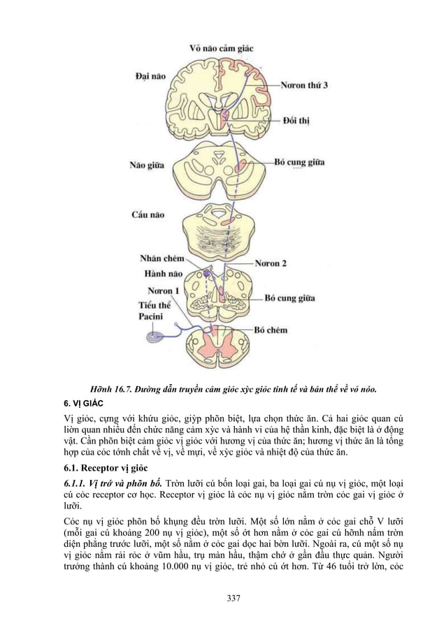 SINH Lí HỆ THẦN KINH CẢM GIÁC.doc rất hay nha | DOC