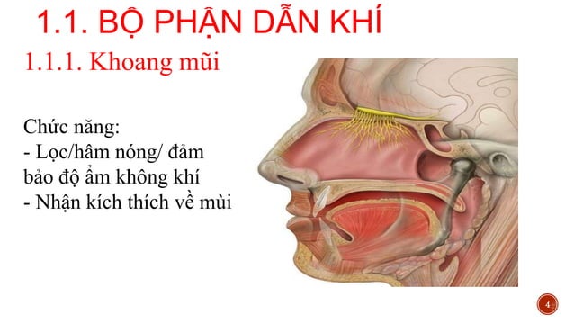 Sinh li tre emHe ho hap.pptx