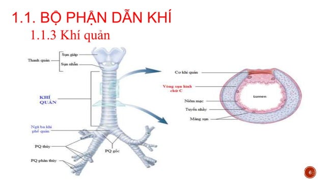 Sinh li tre emHe ho hap.pptx