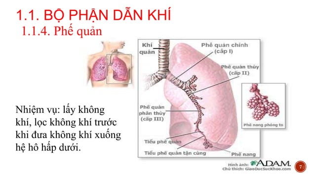 Sinh li tre emHe ho hap.pptx