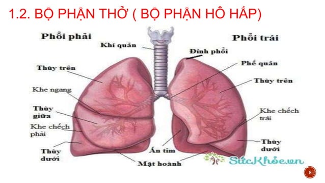 Sinh li tre emHe ho hap.pptx