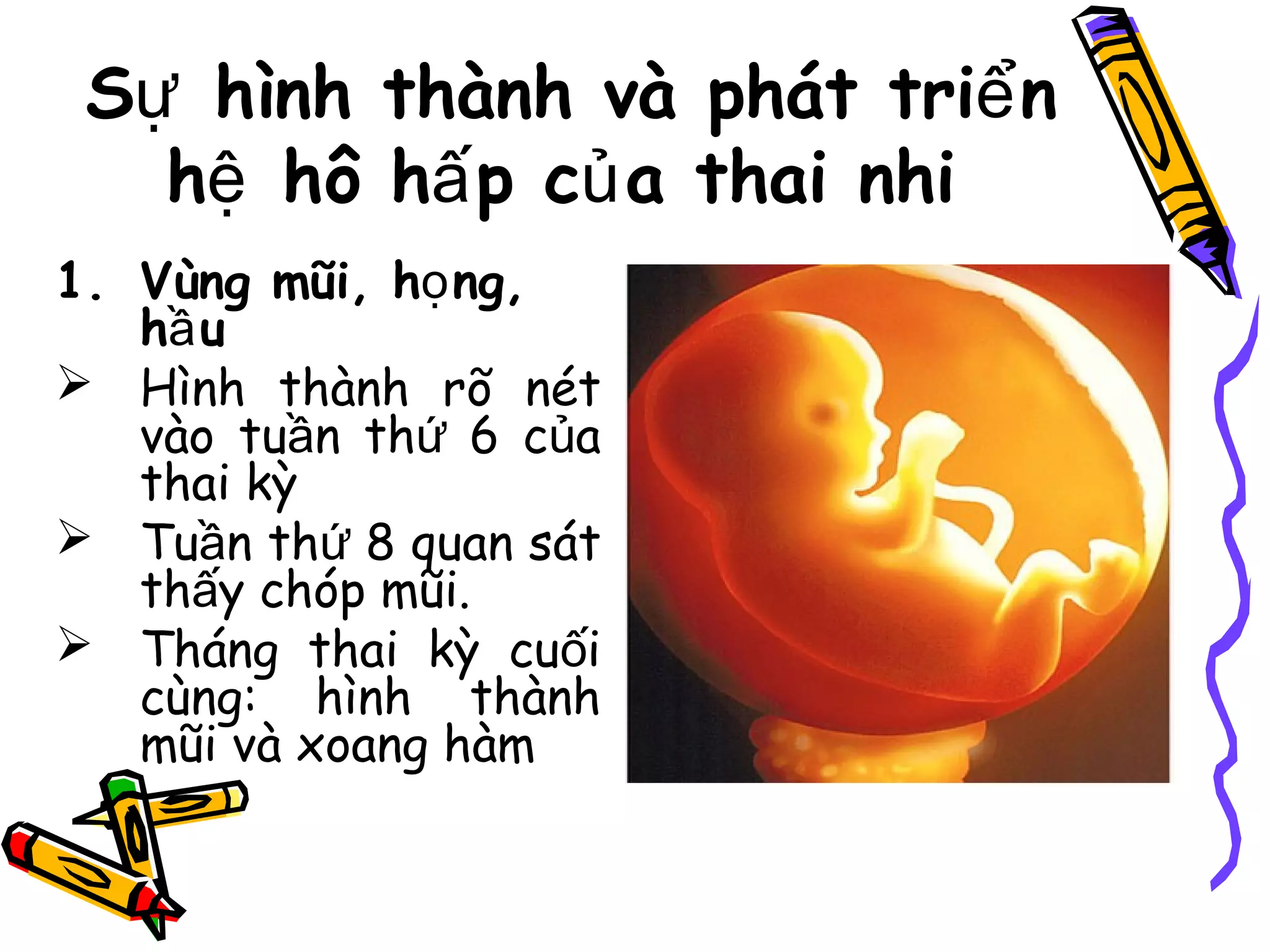 Sinh ly dong vat on thi hsg quoc gia | PPT