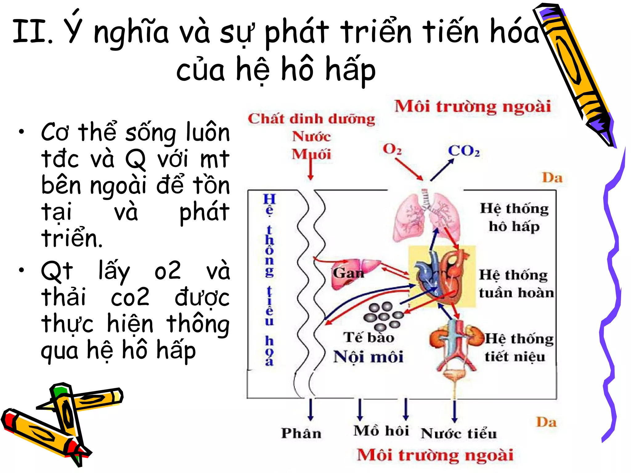 Sinh ly dong vat on thi hsg quoc gia | PPT