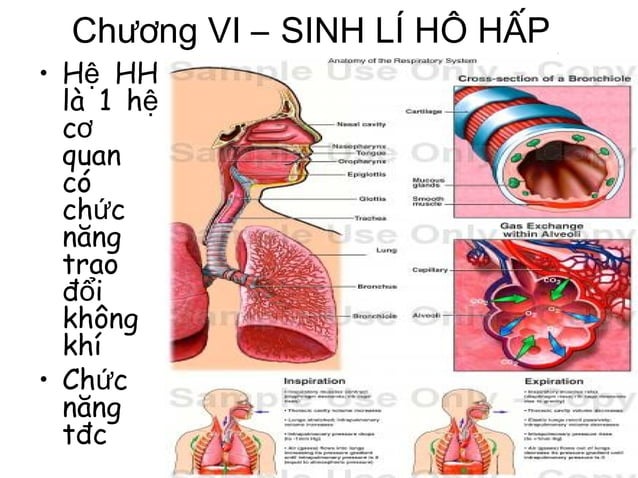 Sinh ly dong vat on thi hsg quoc gia | PPT