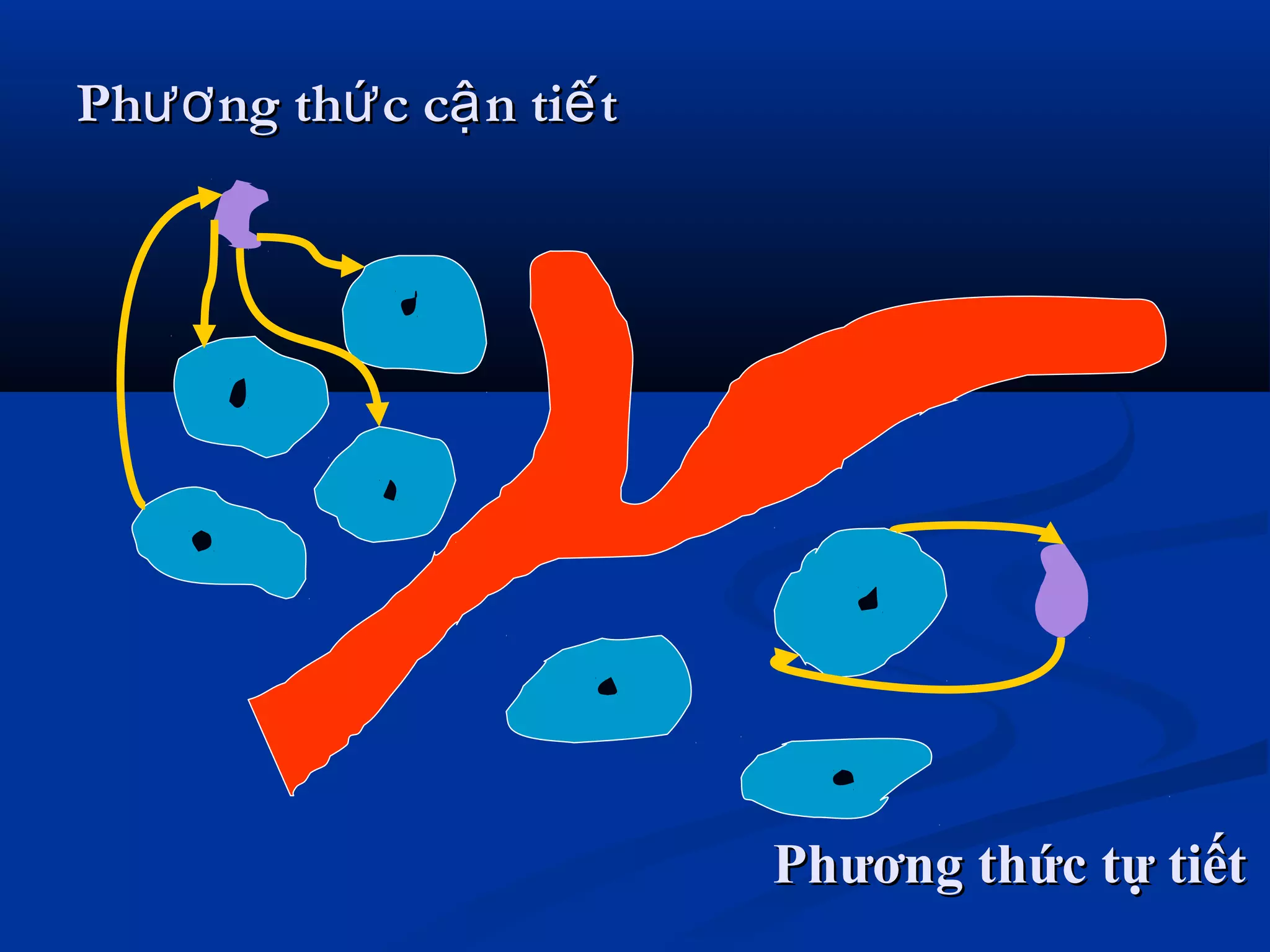 Sinh ly he noi tiet | PPT